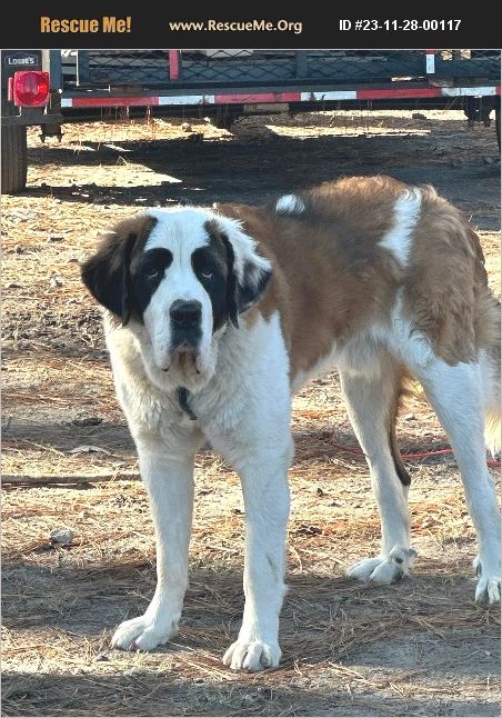 ADOPT 23112800117 ~ Saint Bernard Rescue ~ Gloucester, VA