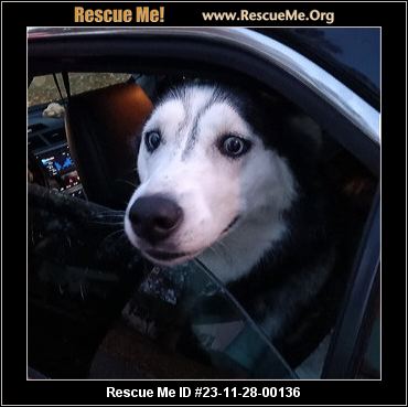- Virginia Siberian Husky Rescue - ADOPTIONS - Rescue Me!