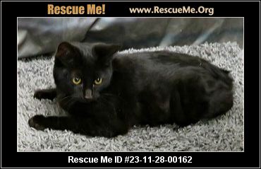 - Virginia Cat Rescue - ADOPTIONS - Rescue Me!