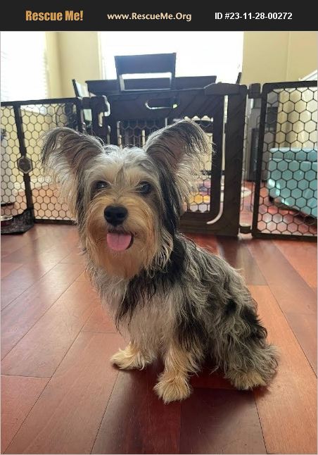 ADOPT 23112800272 ~ Yorkie Rescue ~ Carlsbad, CA