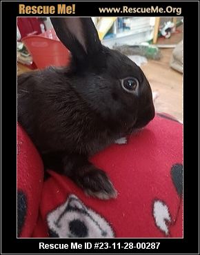 - Washington Rabbit Rescue - ADOPTIONS - Rescue Me!