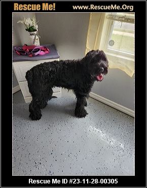 - Florida Schnauzer Rescue - ADOPTIONS - Rescue Me!