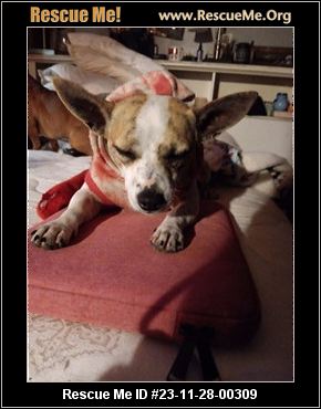 - Arkansas Dog Rescue - ADOPTIONS - Rescue Me!