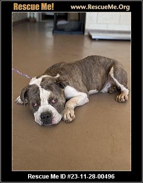 - Georgia American Bulldog Rescue - ADOPTIONS - Rescue Me!