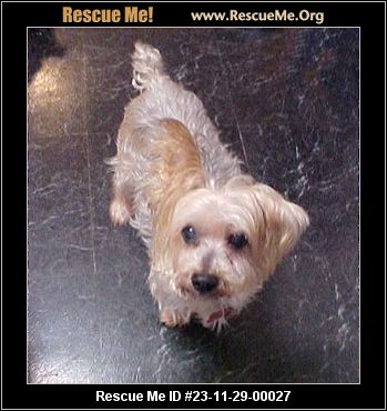 - Maryland Silky Terrier Rescue - ADOPTIONS - Rescue Me!