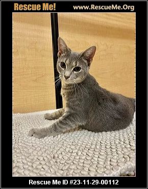 - New Jersey Cat Rescue - ADOPTIONS - Rescue Me!