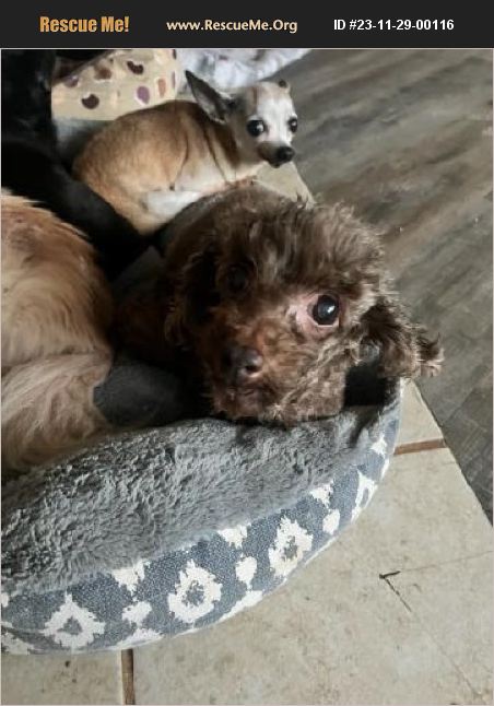 ADOPT 23112900116 ~ Poodle Rescue ~ Raleigh, NC