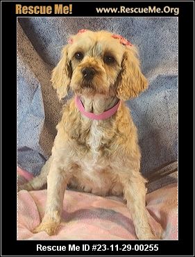 - Colorado Poodle Rescue - ADOPTIONS - Rescue Me!