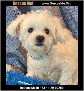 - Arizona Maltese Rescue - ADOPTIONS - Rescue Me!