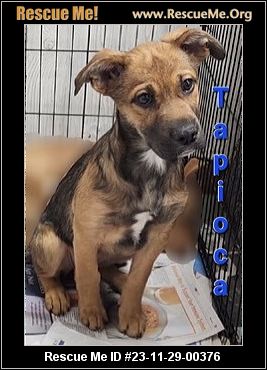 - Indiana Golden Retriever Rescue - ADOPTIONS - Rescue Me!