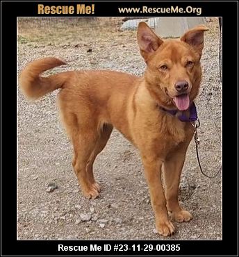 - Indiana Golden Retriever Rescue - ADOPTIONS - Rescue Me!