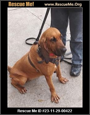 - Texas Bloodhound Rescue - ADOPTIONS - Rescue Me!