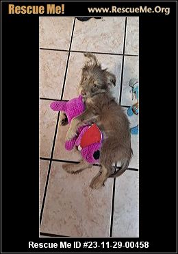 - Tennessee Yorkie Rescue - ADOPTIONS - Rescue Me!