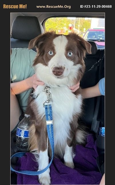 ADOPT 23112900468 ~ Australian Shepherd Rescue ~ Salem, OR