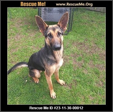 - Virginia German Shepherd Rescue - ADOPTIONS - Rescue Me!