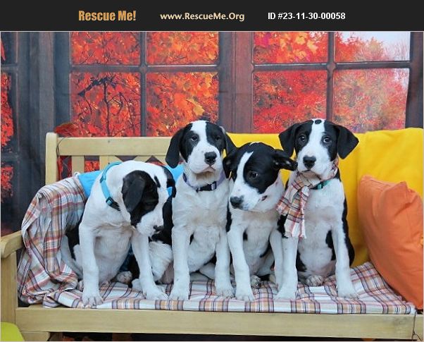 ADOPT 23113000058 ~ Lab Rescue ~ Howell, NJ