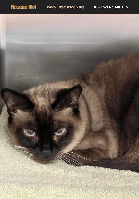 ADOPT 23113000105 ~ Siamese Rescue ~ West Palm Beach, FL