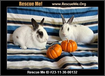 - California Rabbit Rescue - ADOPTIONS - Rescue Me!