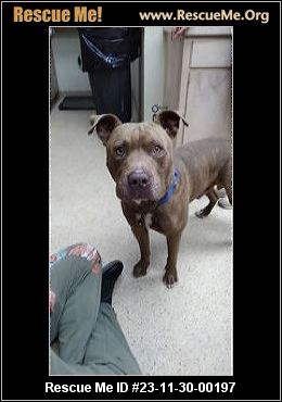 - Texas Pit Bull Rescue - ADOPTIONS - Rescue Me!