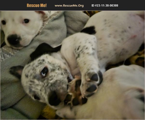 ADOPT 23113000388 ~ Boxer Rescue ~ San Saba, TX