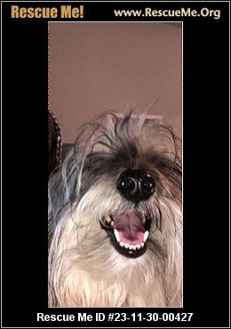 - Florida Schnauzer Rescue - ADOPTIONS - Rescue Me!