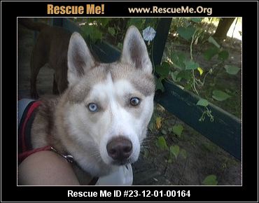 - Michigan Siberian Husky Rescue - ADOPTIONS - Rescue Me!