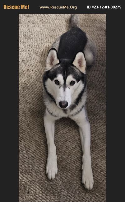 ADOPT 23120100279 ~ Siberian Husky Rescue ~ Columbus, OH