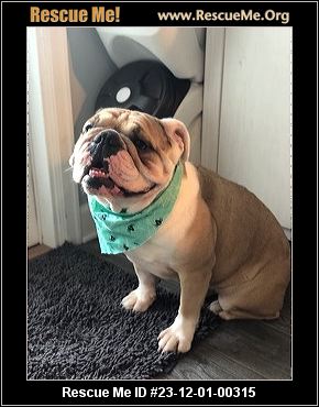 - Florida Bulldog Rescue - ADOPTIONS - Rescue Me!