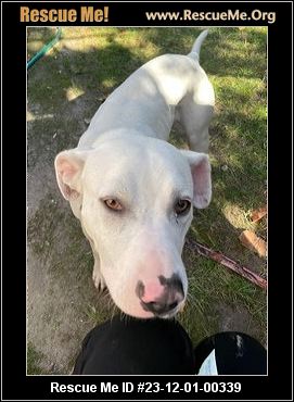 - Virginia Lab Rescue - ADOPTIONS - Rescue Me!