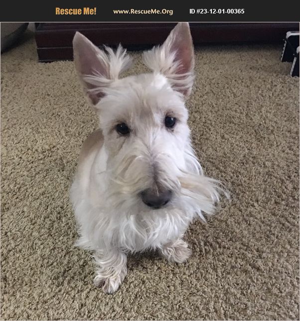 ADOPT 23120100365 ~ Scottish Terrier Rescue ~ Lake Havasu City, AZ
