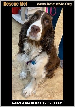 - Montana English Springer Spaniel Rescue - ADOPTIONS - Rescue Me!