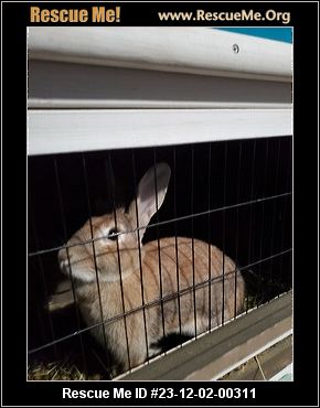 - California Rabbit Rescue - ADOPTIONS - Rescue Me!