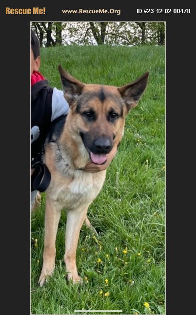 ADOPT 23120200478 ~ German Shepherd Rescue ~ Toronto, Ontario