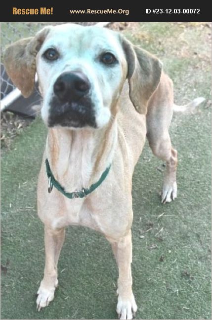 ADOPT 23120300072 ~ Golden Retriever Rescue ~ INVERNESS, FL