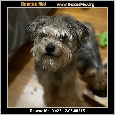 - Texas Schnauzer Rescue - ADOPTIONS - Rescue Me!
