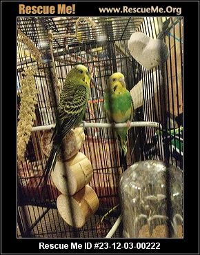 - Washington Pet Bird Rescue - ADOPTIONS - Rescue Me!