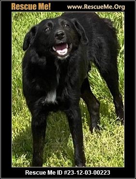 - Alabama Dog Rescue - ADOPTIONS - Rescue Me!