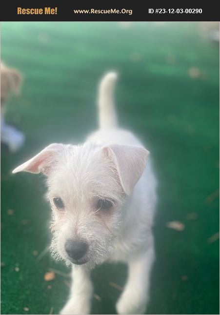 ADOPT 23120300290 ~ Westie Rescue ~ Beaumont, CA