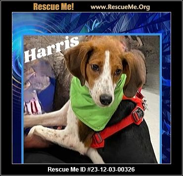 - Love Mutts Rescue - Raleigh, NC - AVAILABLE PETS