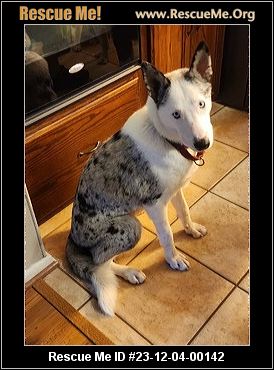 - Texas Catahoula Rescue - ADOPTIONS - Rescue Me!