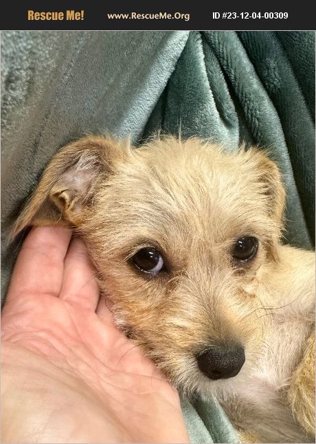 ADOPT 23120400309 ~ Norfolk Terrier Rescue ~ Fort Myers, FL