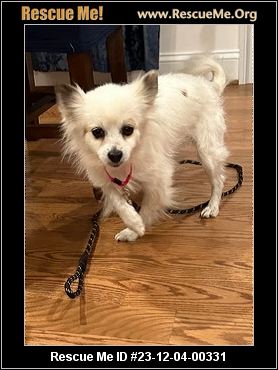 - Virginia Pomeranian Rescue - ADOPTIONS - Rescue Me!