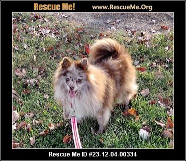- Virginia Pomeranian Rescue - ADOPTIONS - Rescue Me!