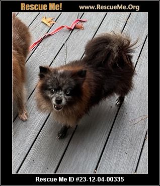 - Virginia Pomeranian Rescue - ADOPTIONS - Rescue Me!