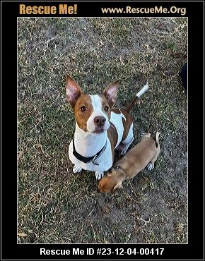 - Florida Jack Russell Rescue - ADOPTIONS - Rescue Me!