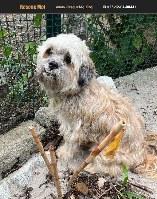 ADOPT 23120400441 ~ Lhasa Apso Rescue ~ Fort Myers Beach, FL