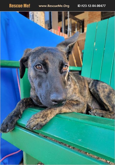 ADOPT 23120400477 ~ Dutch Shepherd Rescue ~ Dallas, TX