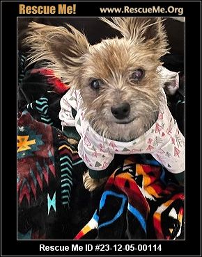 - Texas Yorkie Rescue - ADOPTIONS - Rescue Me!
