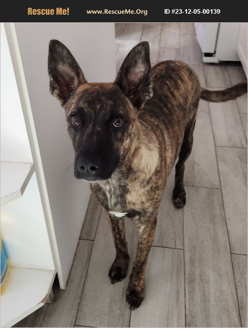 ADOPT 23120500139 ~ Dutch Shepherd Rescue ~ Germantown, MD