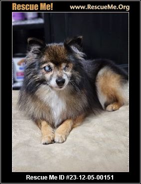 - Pennsylvania Pomeranian Rescue - ADOPTIONS - Rescue Me!